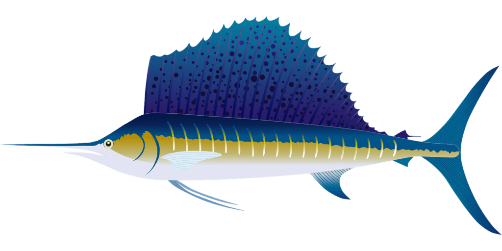 Le poisson le plus rapide du monde : l'espadon voilier - MekssiMed