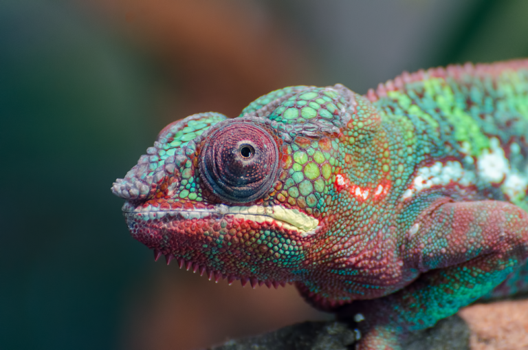 Pourquoi et comment le caméléon change de couleur - MekssiMed