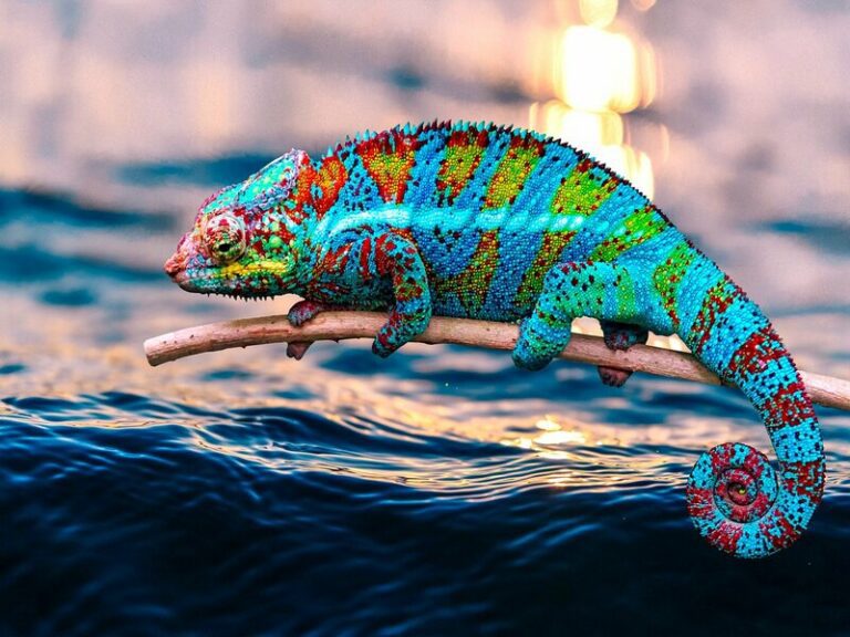 Pourquoi et comment le caméléon change de couleur - MekssiMed