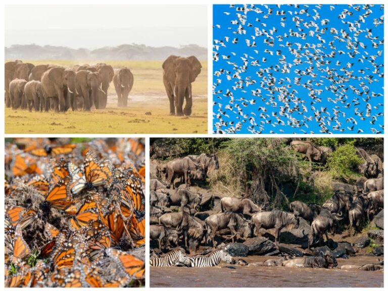 Les 10 migrations des animaux les plus spectaculaires - MekssiMed