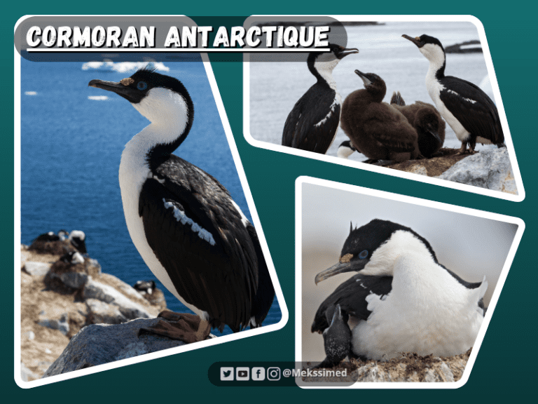 Animaux de l'Antarctique : 10 espèces fascinantes qui peuplent le ...