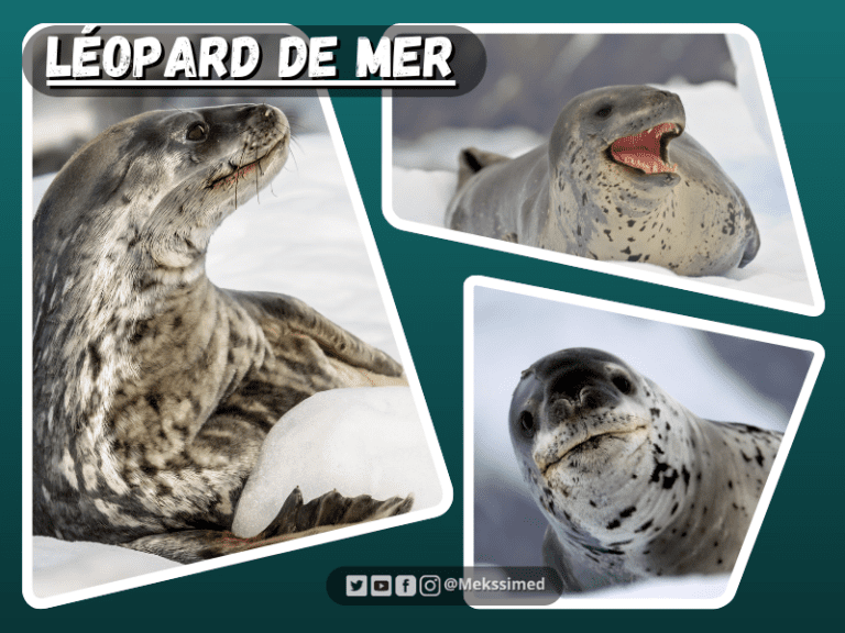 Animaux de l'Antarctique : 10 espèces fascinantes qui peuplent le ...