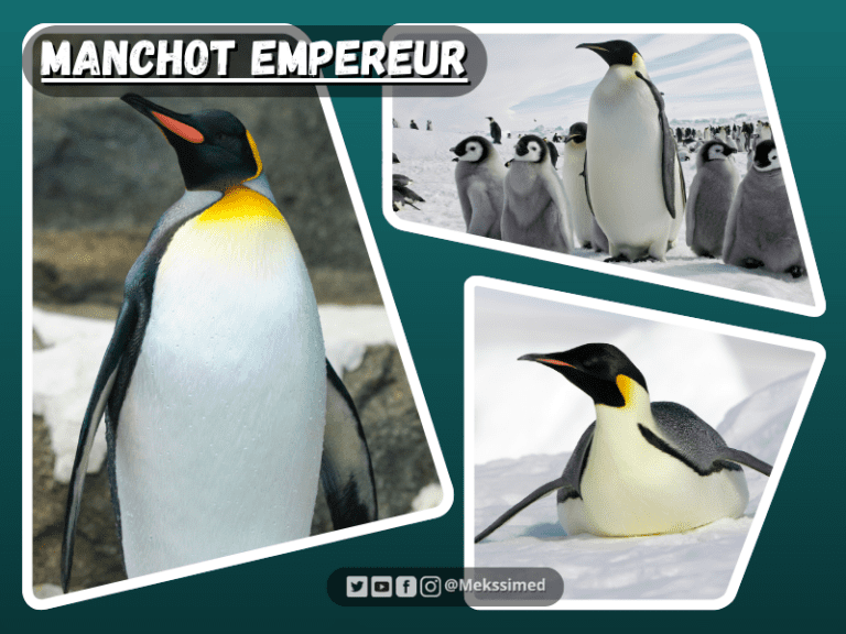 Animaux de l'Antarctique : 10 espèces fascinantes qui peuplent le ...