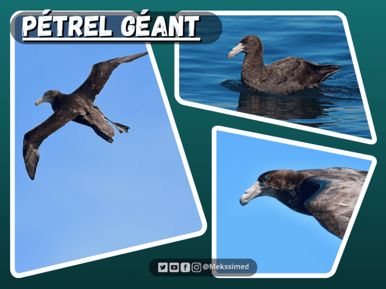 Animaux de l'Antarctique : 10 espèces fascinantes qui peuplent le ...