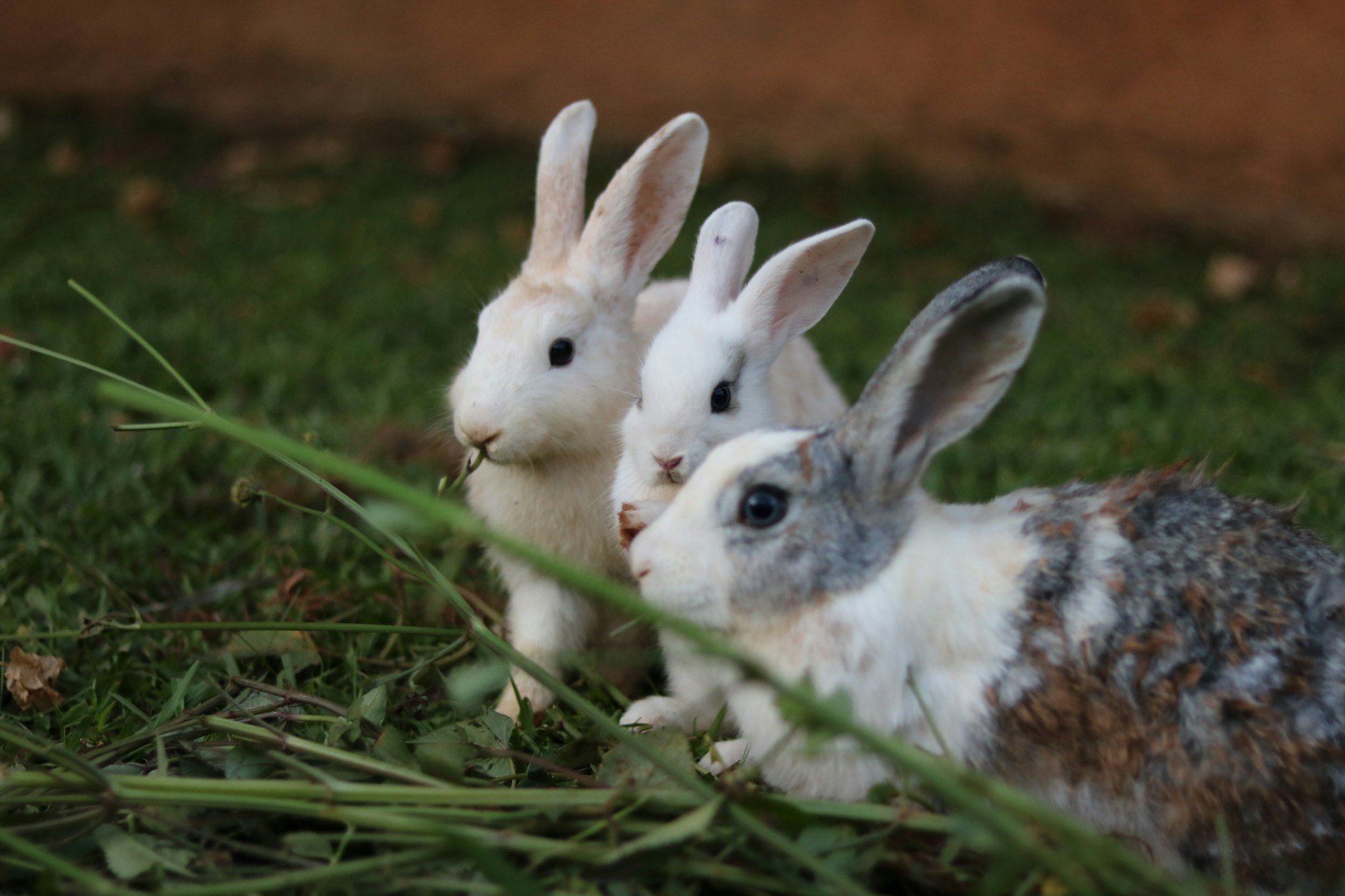 7 faits surprenants sur les lapins que vous ne connaissez peut-être pas ...