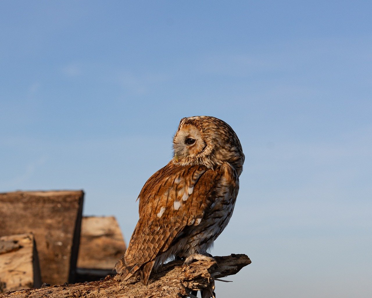 Les chouettes peuvent tourner leur tête à 270 degrés - MekssiMed