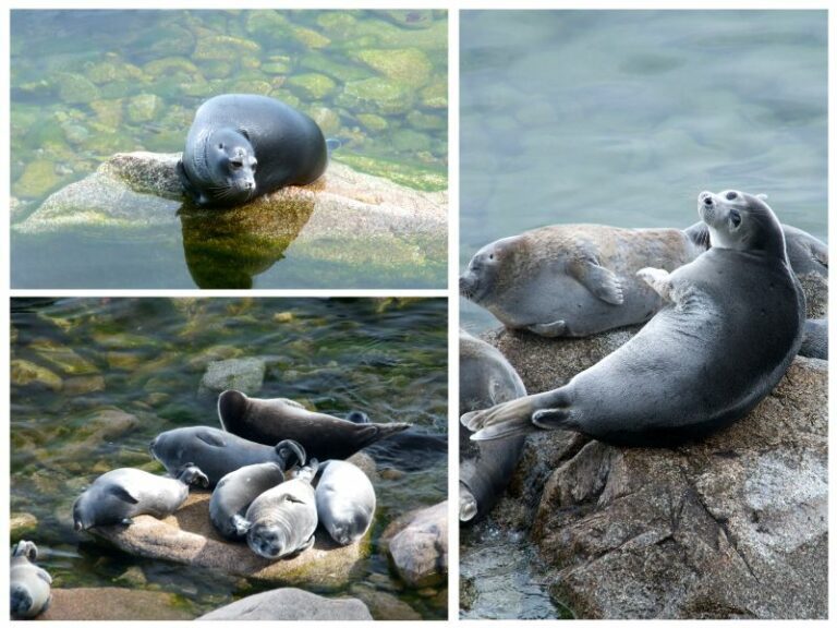Les 7 espèces de phoques les plus connues - MekssiMed